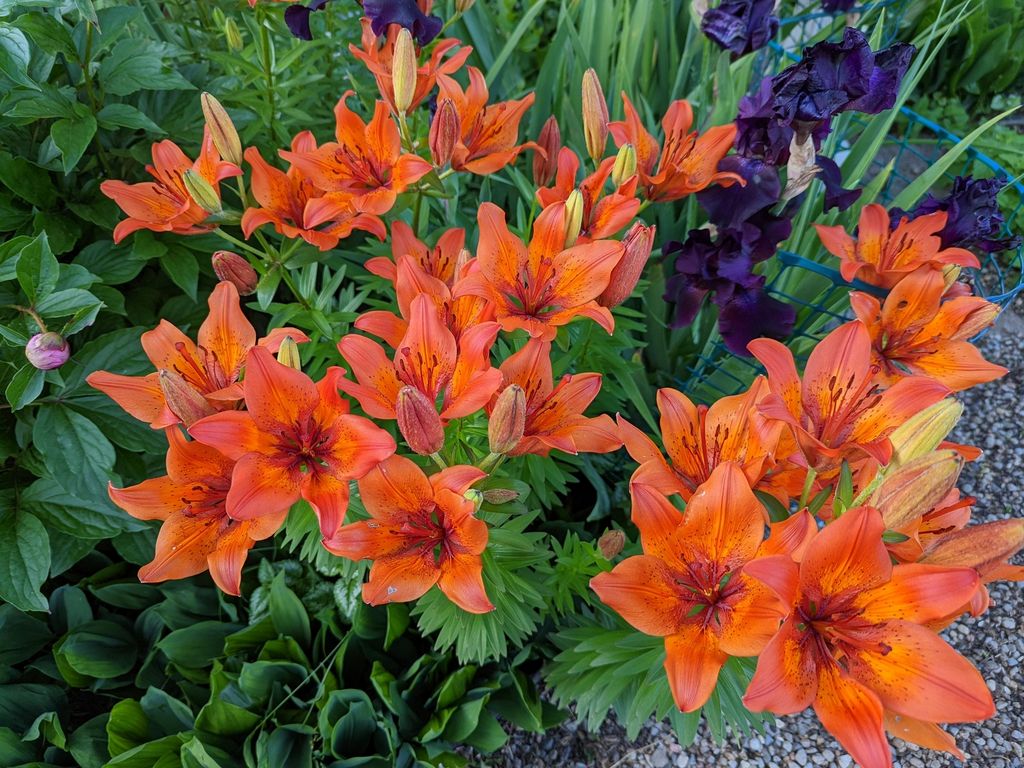 Thoughts from Starlight Cascade » Peak flower